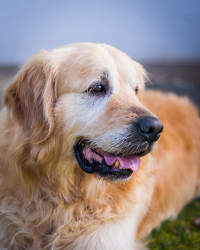 Haleter bilder – Bläddra bland 141 stockfoton, vektorer och videor ...