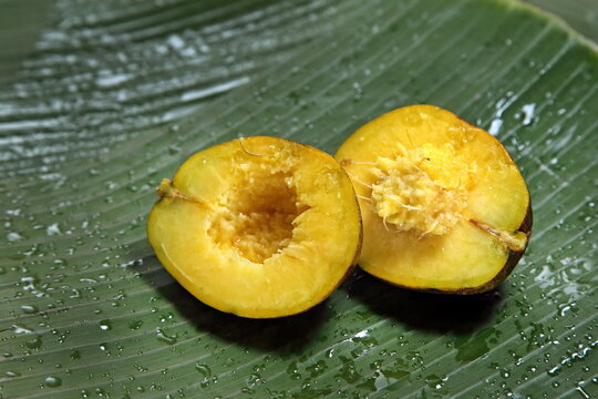 Mangaba Images – Browse 91 Stock Photos, Vectors, and Video | Adobe Stock