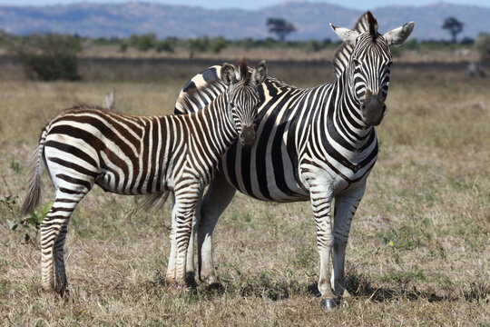 รูปภาพSteppenzebra – เลือกดูภาพถ่ายสต็อก เวกเตอร์ และวิดีโอ3,193 ...