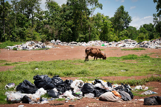 「Mistplatz」の写真素材 | 93件の無料イラスト画像 | Adobe Stock