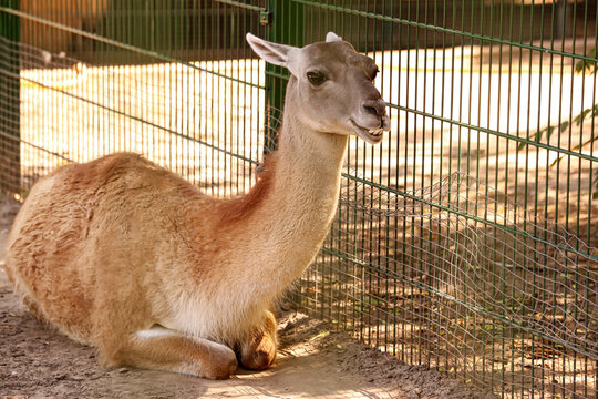 รูปภาพGuanaco – เลือกดูภาพถ่ายสต็อก เวกเตอร์ และวิดีโอ14,653 | Adobe Stock