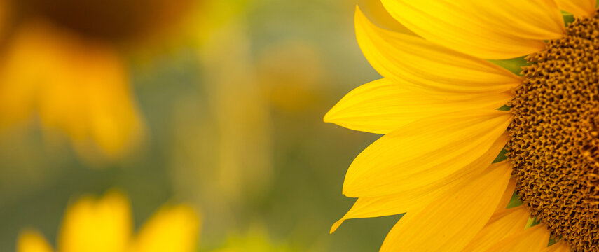 "Nature Banner" Images – Browse 985 Stock Photos, Vectors, and Video ...