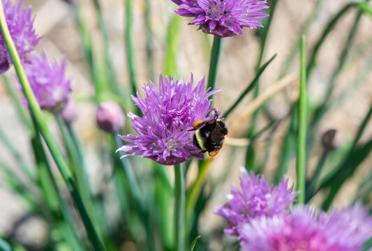 Corbiculae Imagens – Procure 917 fotos, vetores e vídeos | Adobe Stock