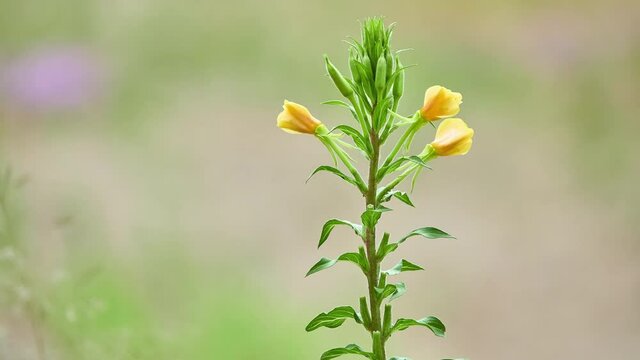 Fever-Plant Images – Browse 92 Stock Photos, Vectors, and Video | Adobe ...