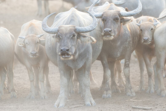 Bulldust Bilder – Durchsuchen 3,469 Archivfotos, Vektorgrafiken und ...