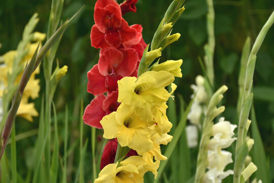 Gladiolen bilder – Bläddra bland 685 stockfoton, vektorer och videor ...
