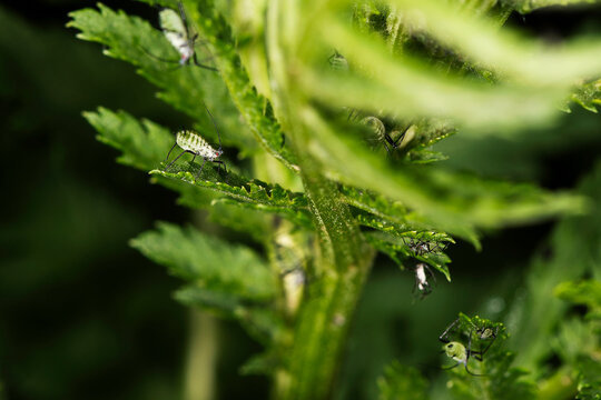 รูปภาพBefall – เลือกดูภาพถ่ายสต็อก เวกเตอร์ และวิดีโอ65,176 | Adobe Stock