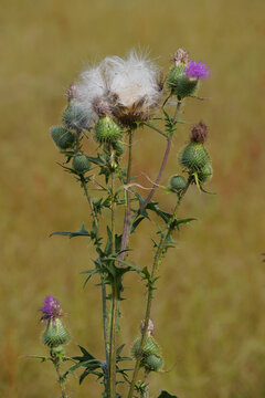 「Acker-Kratzdistel」の画像 - 232 件の Stock 写真、ベクターおよびビデオ | Adobe Stock