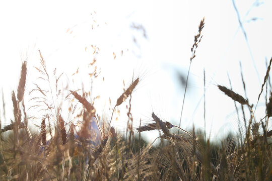 「Preria」の画像 - 303 件の Stock 写真、ベクターおよびビデオ | Adobe Stock
