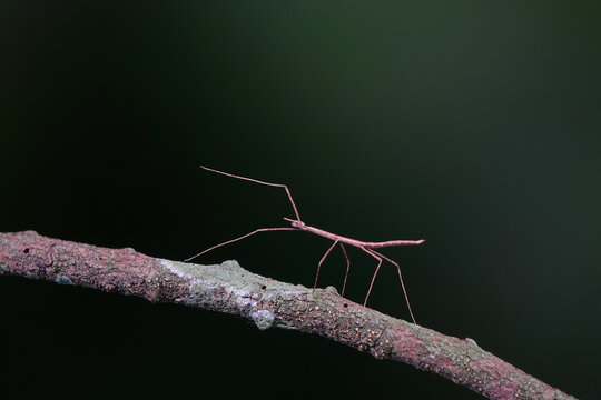 Phasmids Images – Browse 942 Stock Photos, Vectors, and Video | Adobe Stock