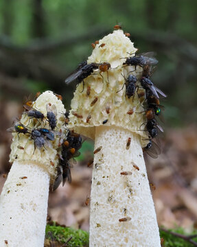 Destruenten Bilder – Durchsuchen 1,496 Archivfotos, Vektorgrafiken und ...