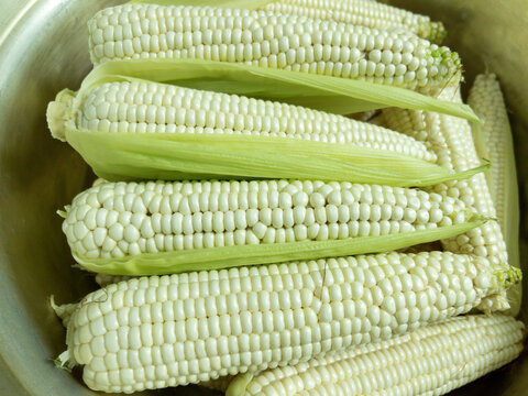 Cireux Images – Parcourir 14,476 le catalogue de photos, vecteurs et ...