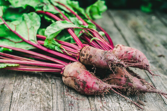 Imágenes de Betabel: descubre bancos de fotos, ilustraciones, vectores ...