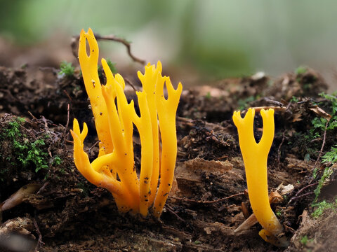 Destruenten bilder – Bläddra bland 241 stockfoton, vektorer och videor ...