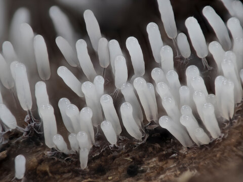 Myxomycota Bilder – Durchsuchen 2,293 Archivfotos, Vektorgrafiken und ...