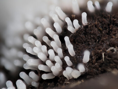 Myxomycota Bilder – Durchsuchen 1,616 Archivfotos, Vektorgrafiken und ...