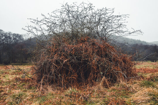 "Bramble Bush" Images – Browse 824 Stock Photos, Vectors, and Video ...