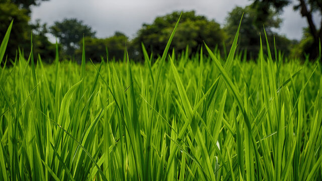Fodder Grass