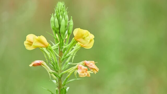 Fever-Plant Images – Browse 92 Stock Photos, Vectors, and Video | Adobe ...