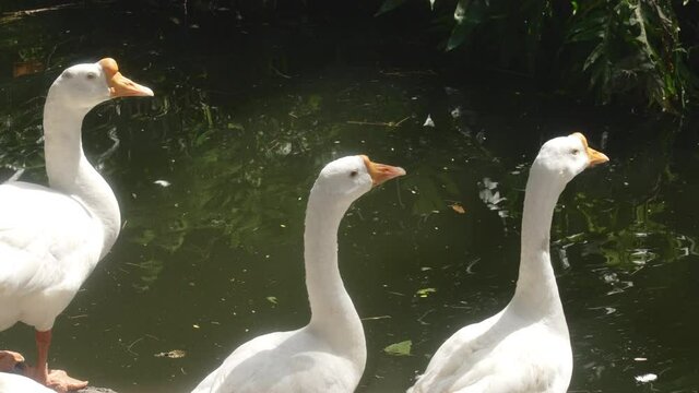 Gesse Images – Browse 167 Stock Photos, Vectors, and Video | Adobe Stock