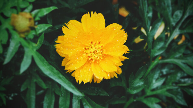 "Yellow Cosmos" Images – Browse 10,836 Stock Photos, Vectors, and Video ...