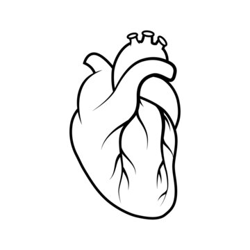 Anatomical Heart Outline Images – Browse 2,003 Stock Photos, Vectors ...