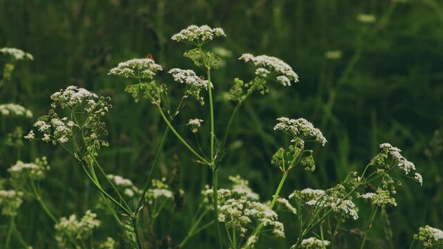 "Cow Parsley" Images – Browse 5,625 Stock Photos, Vectors, and Video ...