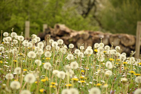 Pusteblumenwiese Bilder – Durchsuchen 7,737 Archivfotos, Vektorgrafiken ...