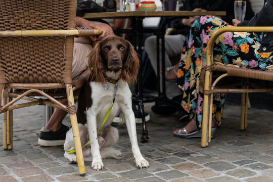 「Patrijs」の画像 - 22 件の Stock 写真、ベクターおよびビデオ | Adobe Stock