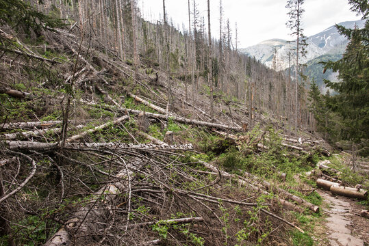 "Destroyed Forest" Bilder – Durchsuchen 505 Archivfotos, Vektorgrafiken ...