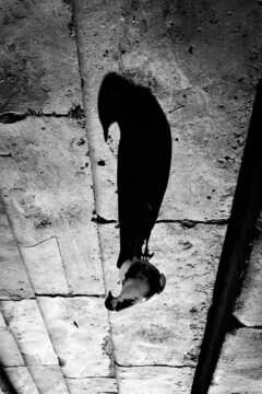 Elongated Images – Browse 4,921,345 Stock Photos, Vectors, and Video ...