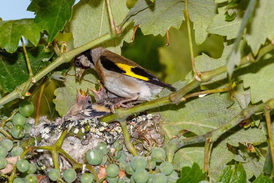 รูปภาพGranivore – เลือกดูภาพถ่ายสต็อก เวกเตอร์ และวิดีโอ2,308 | Adobe Stock