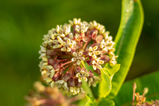 Palant Images – Browse 37 Stock Photos, Vectors, and Video | Adobe Stock