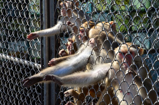 Obrázky Manky – procházejte fotografie, vektory a videa 215 | Adobe Stock