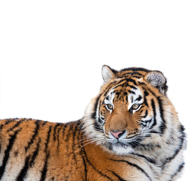 "Tiger Portrait" Images – Browse 605 Stock Photos, Vectors, and Video ...
