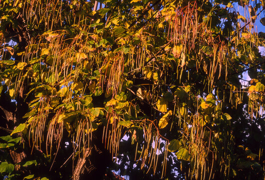 รูปภาพIndian-Bean-Tree – เลือกดูภาพถ่ายสต็อก เวกเตอร์ และวิดีโอ926 ...