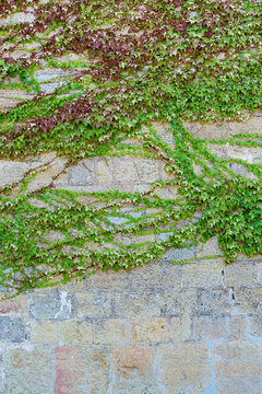 Efeuranken Images – Parcourir 295 le catalogue de photos, vecteurs et ...