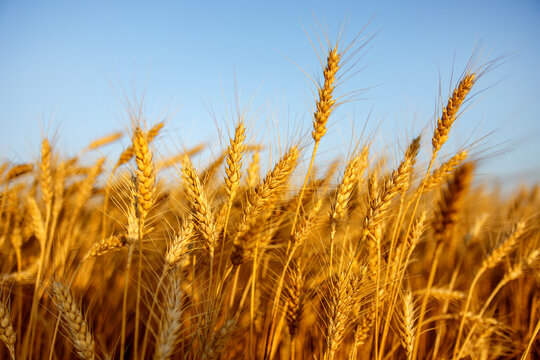 Weizensamen Bilder – Durchsuchen 570,479 Archivfotos, Vektorgrafiken ...