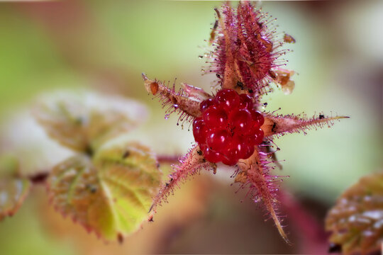 รูปภาพMakomako – เลือกดูภาพถ่ายสต็อก เวกเตอร์ และวิดีโอ1,069 | Adobe Stock