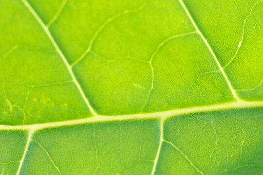 Scoke 画像 - 参照 2,383 Stock 写真、ベクターおよびビデオ | Adobe Stock