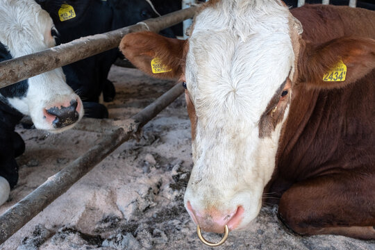 Neusring Images – Browse 3 Stock Photos, Vectors, and Video | Adobe Stock