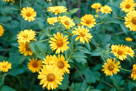 "False Sunflower" Images – Browse 1,155 Stock Photos, Vectors, and ...