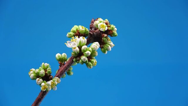 "Flower Buds" Images – Browse 27,215 Stock Photos, Vectors, and Video ...