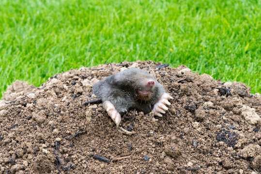 Imagens de Talpa – Explore Fotografias do Stock, Vetores e Vídeos de ...