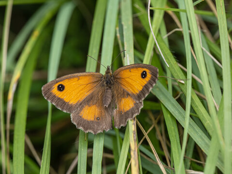 Gatekeeper Images – Browse 2,561 Stock Photos, Vectors, and Video ...