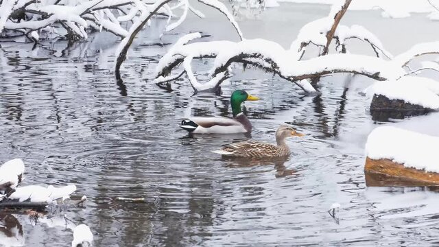 Muckleheads Imagens – Procure 1,286 fotos, vetores e vídeos | Adobe Stock