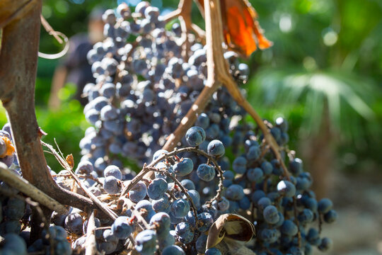 "Windmill Palm" Images – Browse 743 Stock Photos, Vectors, and Video ...