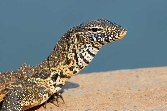 Nile Monitor Baby