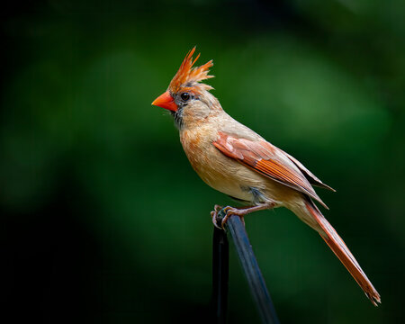 "Female Cardinal" Images – Browse 286 Stock Photos, Vectors, and Video ...