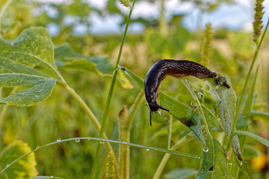 Planze bilder – Bläddra bland 1,577 stockfoton, vektorer och videor ...